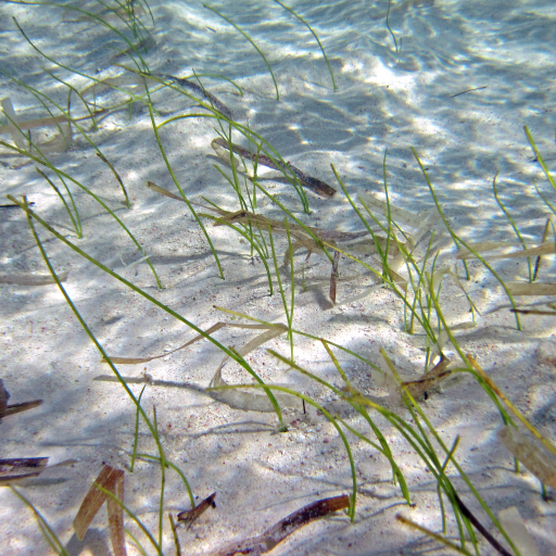 Manatee Grass (Syringodium Filiforme) Plant Care & How to Grow, Water