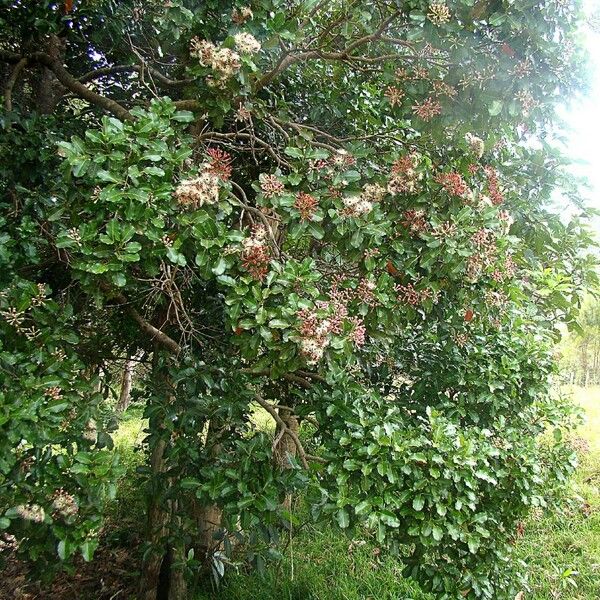 Syzygium Balansae Plant Care & How to Grow, Water