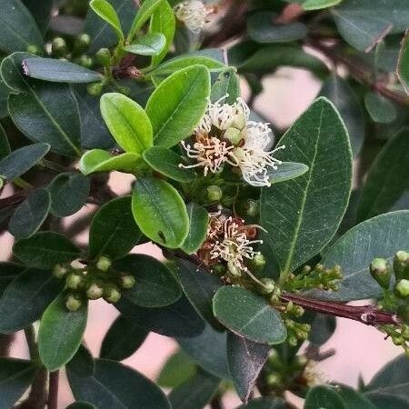 Feijoa (Acca Sellowiana) Plant Care & How to Grow, Water
