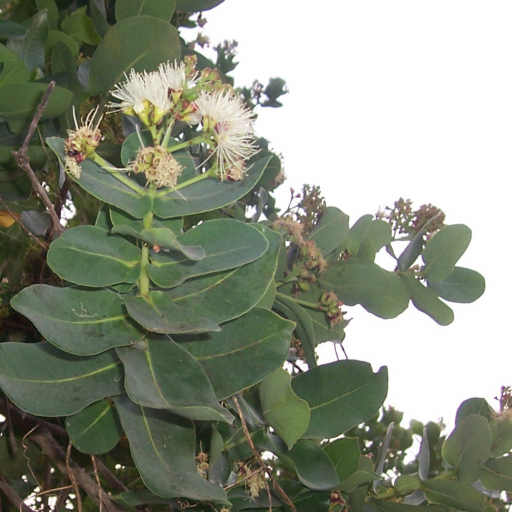 Water Berry (Syzygium Cordatum) Plant Care & How to Grow, Water