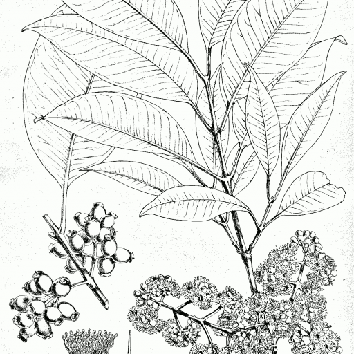 Java Plum (Syzygium Cumini) Plant Care & How to Grow, Water