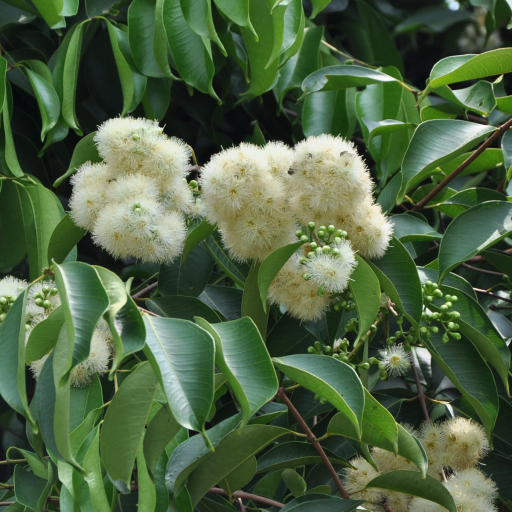 Peppermint (Mentha X Piperita) Plant Care & How to Grow, Water