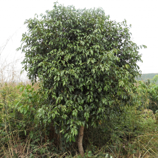 Water Pear (Syzygium Guineense) Plant Care & How to Grow, Water