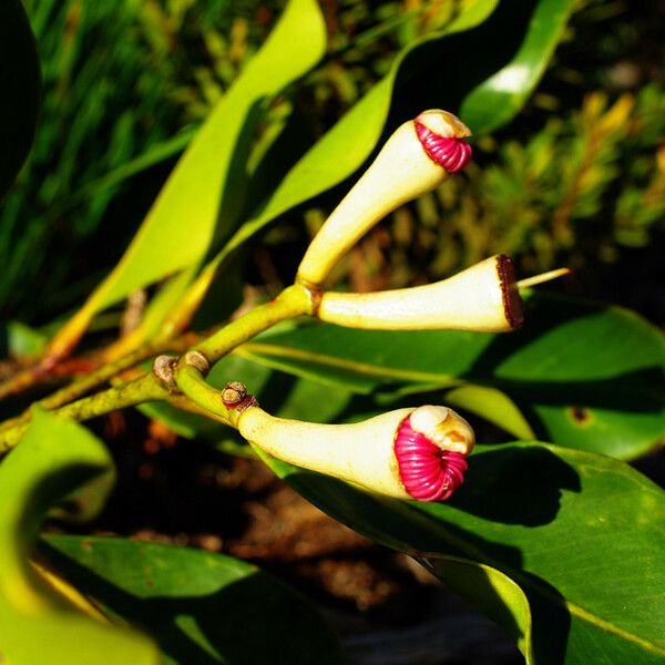 Syzygium Nitens Plant Care & How to Grow, Water