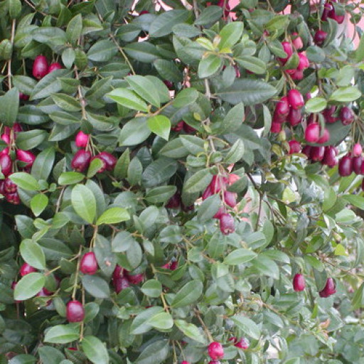 Crossberry (Grewia Occidentalis) Plant Care & How to Grow, Water