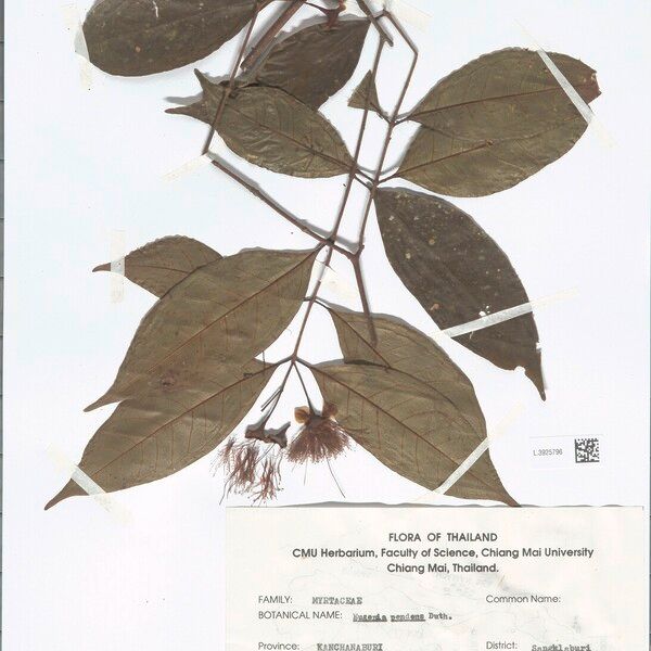 Syzygium Pendens Care Guide: Water, Soil & Propagation - Plantiary