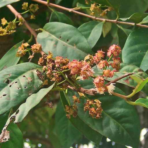 Indian Bay Leaf (Syzygium Polyanthum) Plant Care & How to Grow, Water