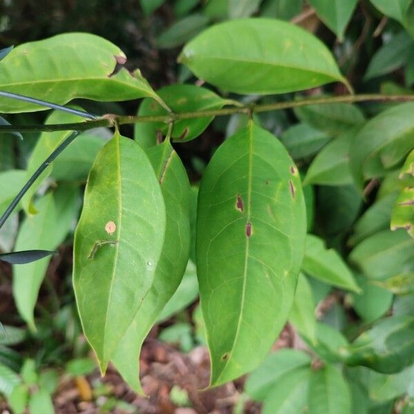 Syzygium Ridleyi Plant Care & How to Grow, Water