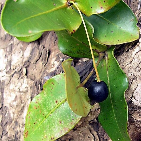 Syzygium Sarmentosum Care Guide: Water, Soil & Propagation - Plantiary