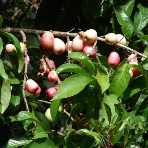 Waterberries (Syzygium) Care Guide: Water, Soil & Propagation - Plantiary