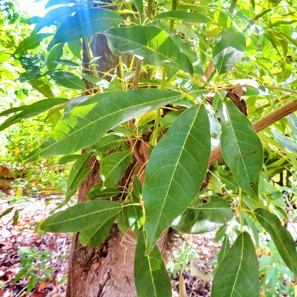 Tabebuia Angustata Plant Care & How to Grow, Water