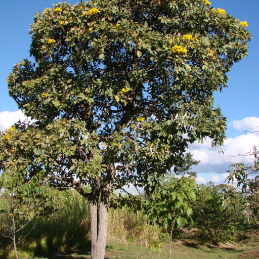 Caribbean Trumpet-Tree (Tabebuia Aurea) Plant Care & How to Grow, Water