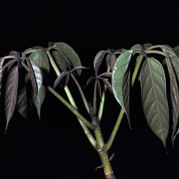 Tabebuia Insignis Plant Care & How to Grow, Water