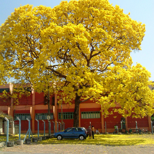 Golden Trumpet Tree (Tabebuia Ochracea) Plant Care & How to Grow, Water