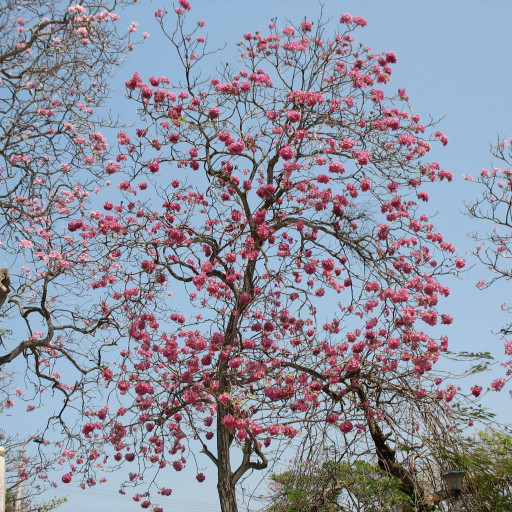 Pink Trumpet Tree (Tabebuia Rosea) Plant Care & How to Grow, Water