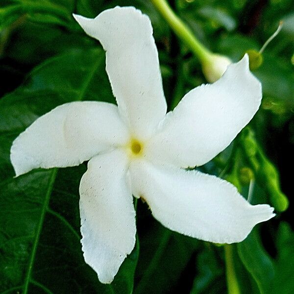 Tabernaemontana Coffeoides Care Guide: Water, Soil & Propagation ...