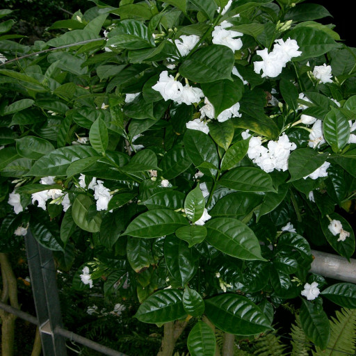 Crape-Jasmine (Tabernaemontana Divaricata) Plant Care & How to Grow, Water