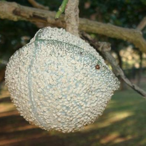 Toadtree (Tabernaemontana Elegans) Care Guide: Water, Soil ...