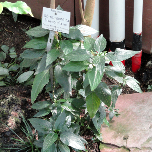 Tabernaemontana Heterophylla Plant Care & How to Grow, Water