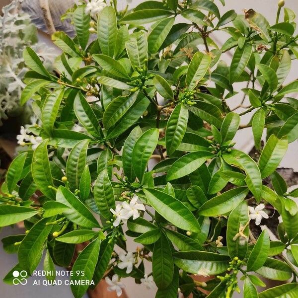 Tabernaemontana Laeta Plant Care & How to Grow, Water