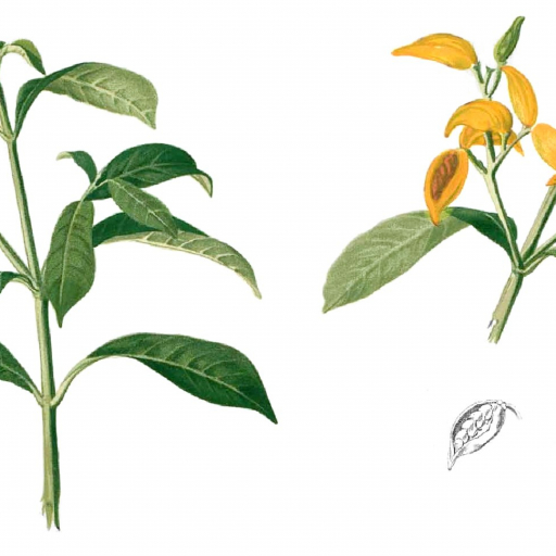 Dogbane (Tabernaemontana Pandacaqui) Plant Care & How to Grow, Water