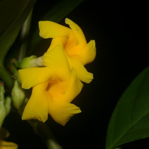 Tabernaemontana Pauli Care Guide: Water, Soil & Propagation - Plantiary