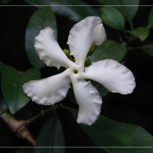 Forest Toad-Tree (Tabernaemontana Ventricosa) Plant Care & How to Grow ...