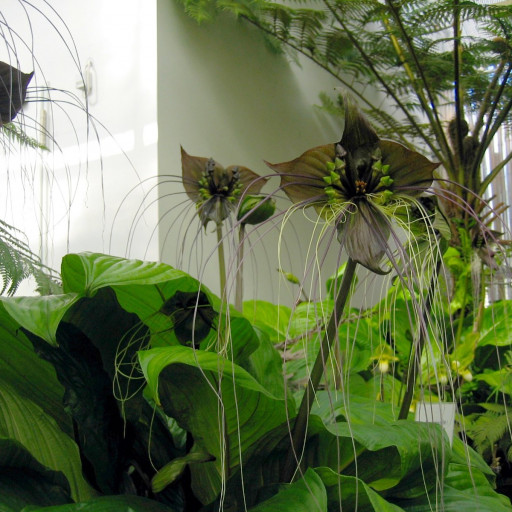 Black Bat Flower (Tacca Chantrieri) Plant Care & How to Grow, Water