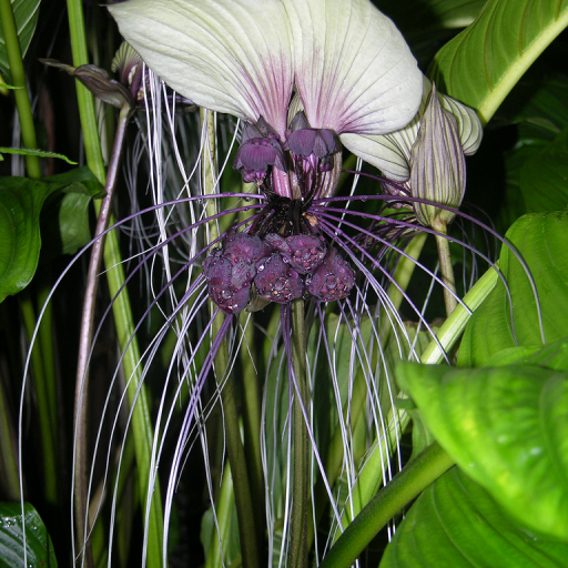 White Batflower (Tacca Integrifolia) Plant Care & How to Grow, Water