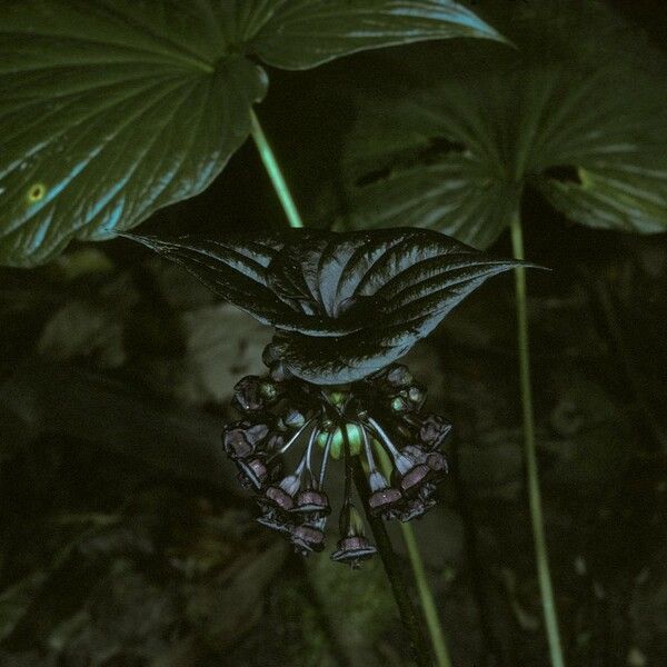 Tacca Palmatifida Plant Care & How to Grow, Water