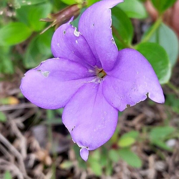Tachiadenus Gracilis Plant Care & How to Grow, Water