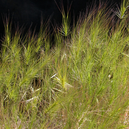 Medusa Head (Taeniatherum Caput-medusae) Plant Care & How to Grow, Water