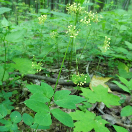 Yellow Pimpernel (Taenidia Integerrima) Plant Care & How to Grow, Water