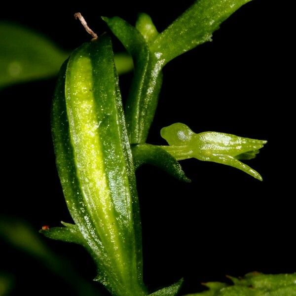 Taeniophyllum Rudolfii Plant Care & How to Grow, Water