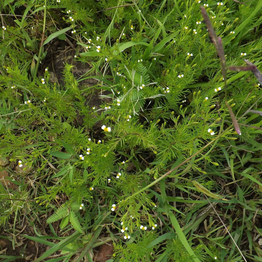 Irish-Lace (Tagetes Filifolia) Plant Care & How to Grow, Water
