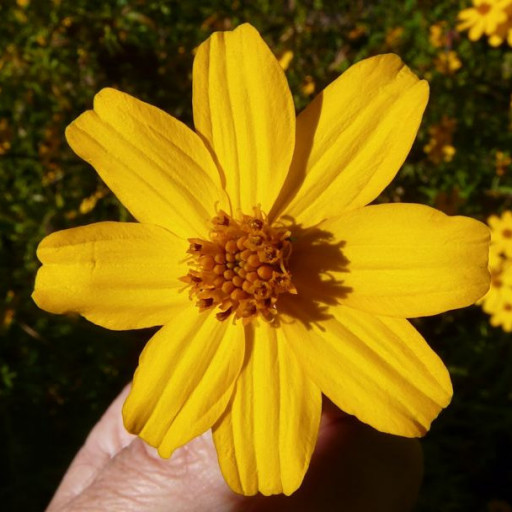 Mexican Tarragon (Tagetes Lucida) Plant Care & How to Grow, Water