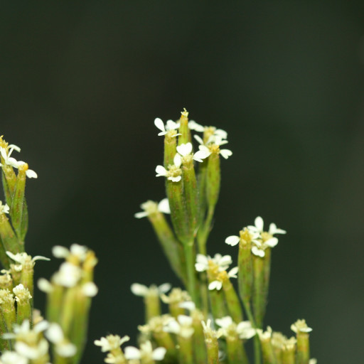Wild Marigold (Tagetes Minuta) Plant Care & How to Grow, Water