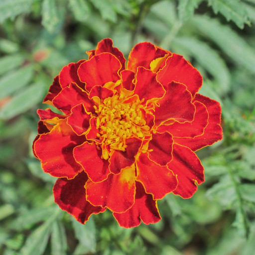 French Marigold (Tagetes Patula) Plant Care & How to Grow, Water
