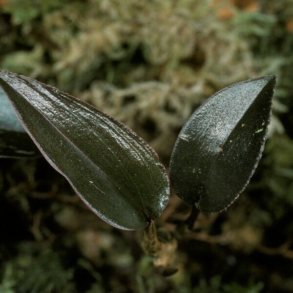 Tainia Vegetissima Care Guide: Water, Soil & Propagation - Plantiary