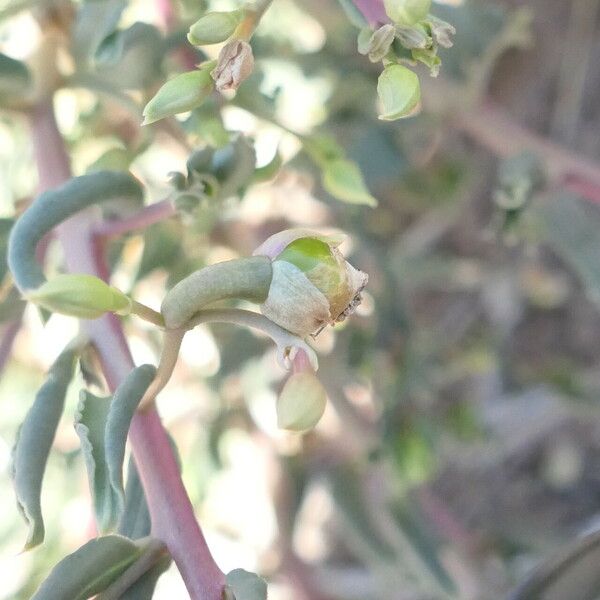 Kalahari Butterweed (Talinum Arnotii) Plant Care & How to Grow, Water