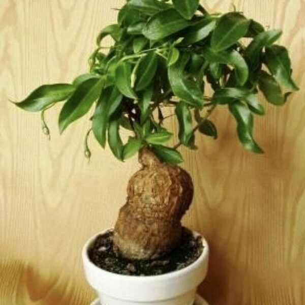 Flameflower (Talinum Caffrum) Plant Care & How to Grow, Water