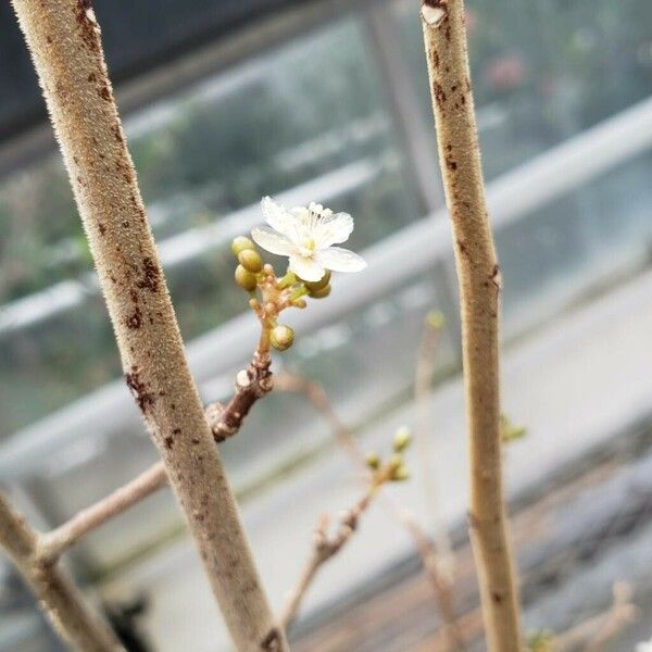 Talinum Pachypodum Care Guide: Water, Soil & Propagation - Plantiary