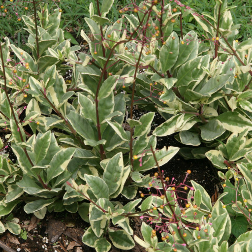 Fameflower (Talinum Paniculatum) Plant Care & How to Grow, Water