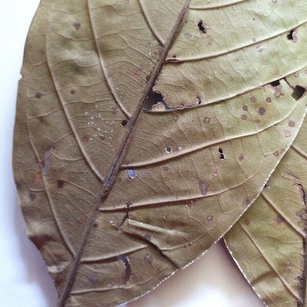 Talisia Hexaphylla Plant Care & How to Grow, Water