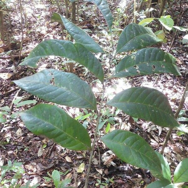 Talisia Macrophylla Plant Care & How to Grow, Water