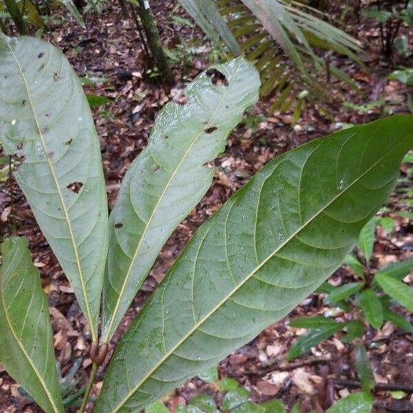 Talisia Megaphylla Plant Care & How to Grow, Water
