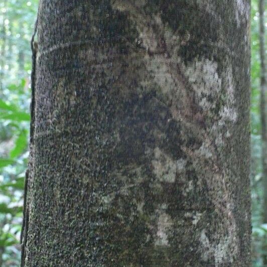 Talisia Microphylla Plant Care & How to Grow, Water