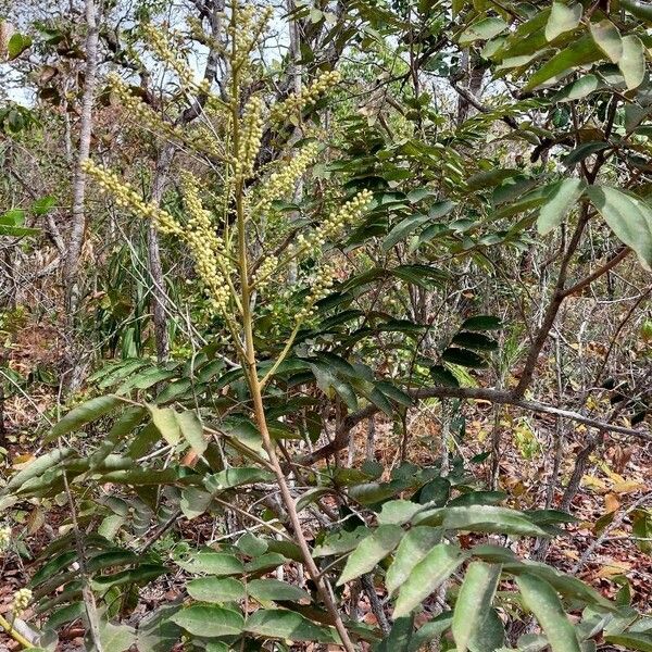 Talisia Subalbens Plant Care & How to Grow, Water