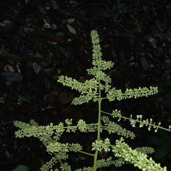 Talisia Sylvatica Plant Care & How to Grow, Water