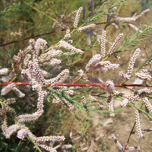 African Tamarisk (Tamarix Africana) Plant Care & How to Grow, Water